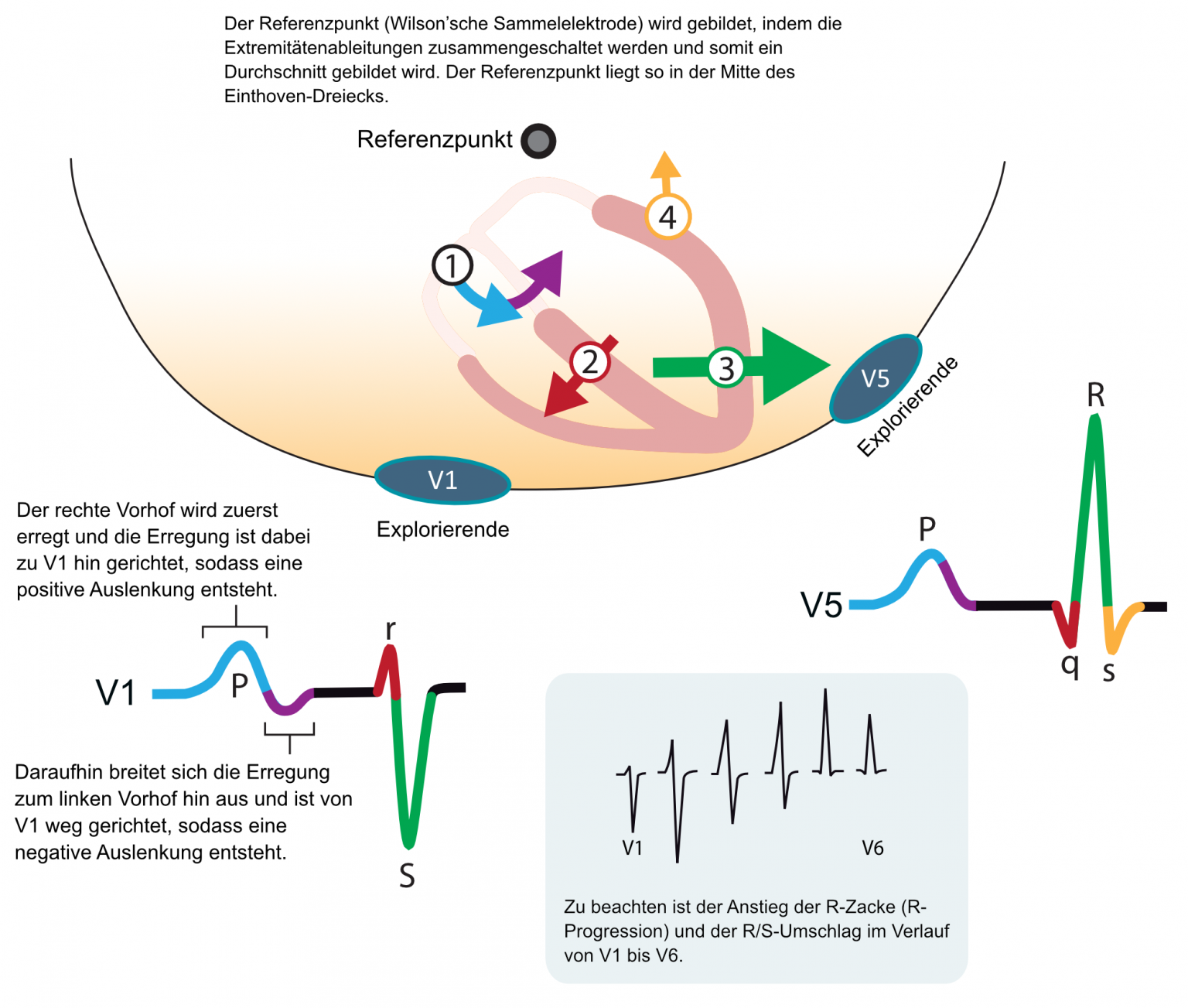 Kardiale Elektrophysiologie: Aktionspotential, Automatizität und ...