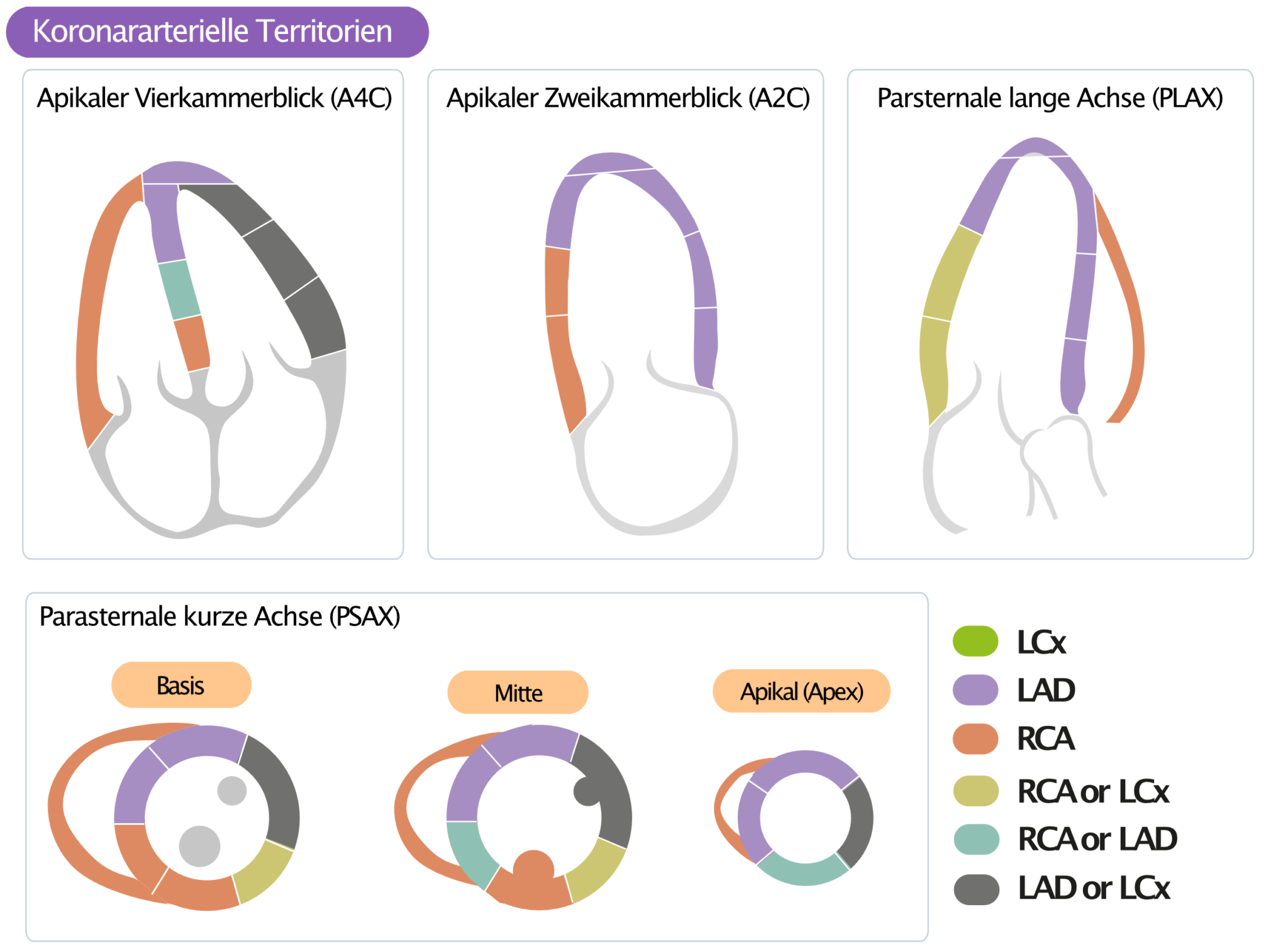 Die Koronararterien – Kardiovaskuläre Medizin Online